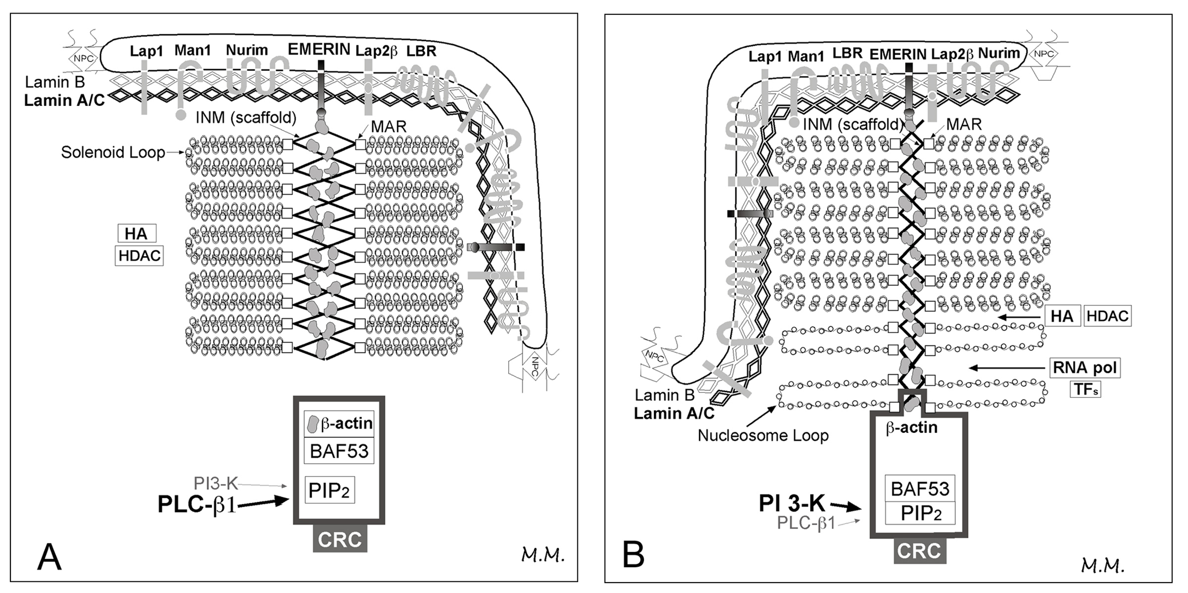 Inter-molecular interactions of nuclear proteins affected in muscular ...