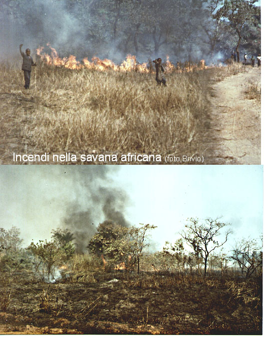 Satellite Remote Sensing for monitoring of biomass burning on ...