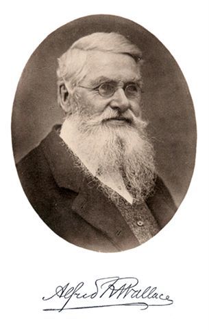 Wallace, l'uomo che gettò nel panico Darwin | Consiglio Nazionale delle ...